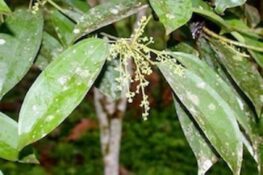 Pata de vaca tea - Benefits and properties - Tea Almanac