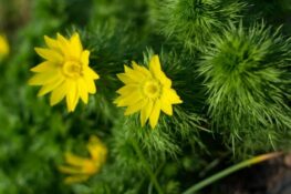 Gentian tea - Benefits and properties | Tea Almanac