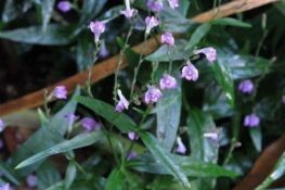 Pata de vaca tea - Benefits and properties - Tea Almanac