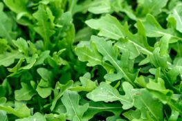 Gentian tea - Benefits and properties - Tea Almanac