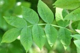 Coriander tea - Benefits and properties - Tea Almanac