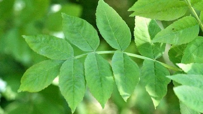 Ash tea - Drink properties and benefits - Tea Almanac