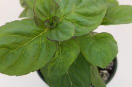 Pata de vaca tea - Benefits and properties - Tea Almanac