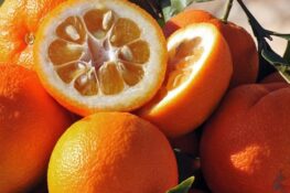 Plum tea - Benefits and properties - Tea Almanac