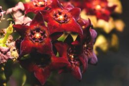 Blue tea - Full of benefits and slims down - Tea Almanac