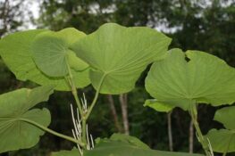 Arugula Tea - Benefits and properties of this plant | Tea Almanac
