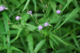 Chayote tea helps in cases of hypertension! - Tea Almanac