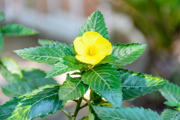 Damiana tea - Benefits and medicinal properties - Tea Almanac