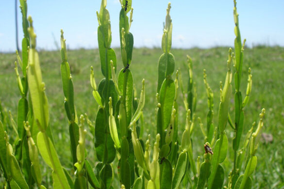 Benefits and properties of carqueja tea - Tea Almanac