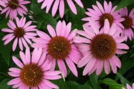 Marcela tea – What are the benefits of this plant? - Tea Almanac