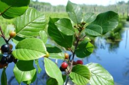 Peruvian Maca Tea - Properties and Benefits - Tea Almanac