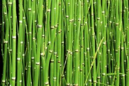 Pata de vaca tea - Benefits and properties - Tea Almanac