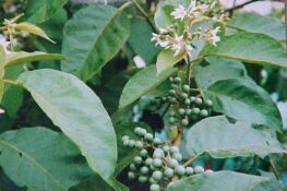 Pata de vaca tea - Benefits and properties - Tea Almanac