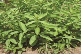 Ash tea - Drink properties and benefits | Tea Almanac