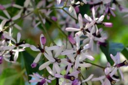 10 medicinal herbs that cure illnesses - Tea Almanac