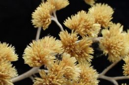 Cypress tea - Benefits and recipe | Tea Almanac
