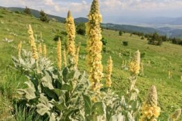 Pata de vaca tea - Benefits and properties - Tea Almanac