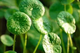 Ash tea - Drink properties and benefits - Tea Almanac