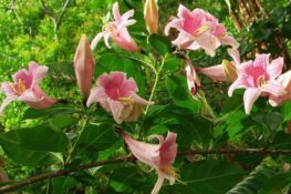 Marcela tea – What are the benefits of this plant? - Tea Almanac