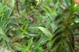 Arugula Tea - Benefits and properties of this plant - Tea Almanac