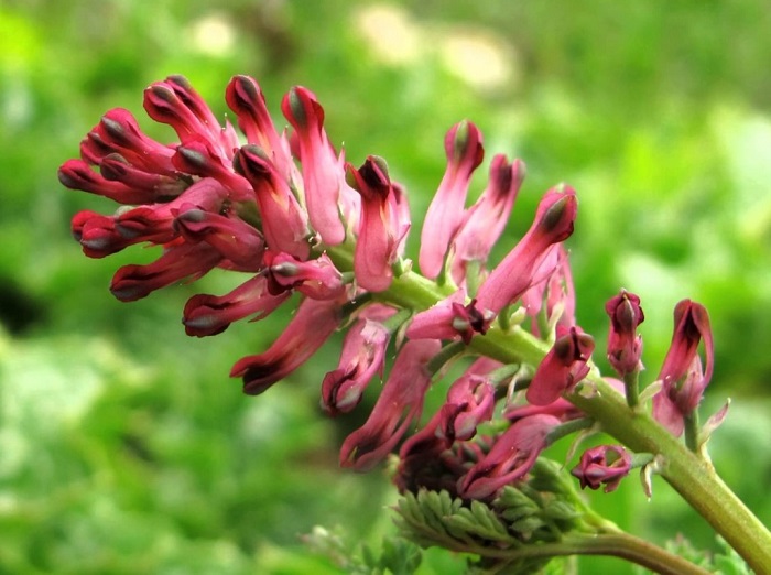 Smoked tea - Benefits and properties - Tea Almanac