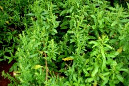 Ash tea - Drink properties and benefits - Tea Almanac