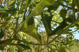 Gentian tea - Benefits and properties | Tea Almanac