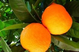 Ash tea - Drink properties and benefits - Tea Almanac