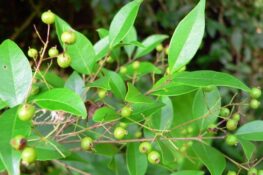 Coriander tea - Benefits and properties - Tea Almanac