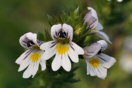 Coriander tea - Benefits and properties - Tea Almanac